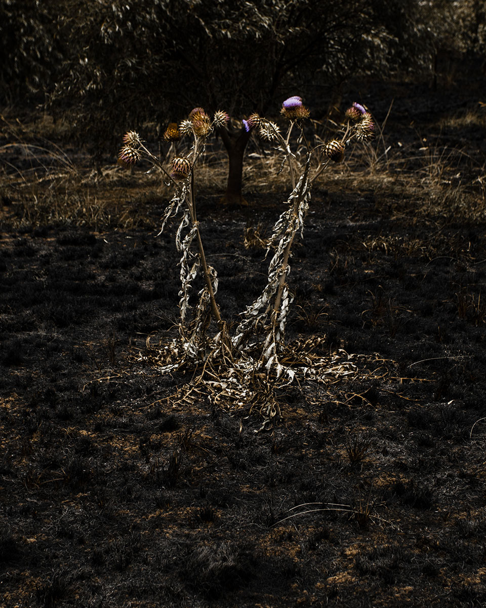 Photo Collective Magazine - Photo Collective