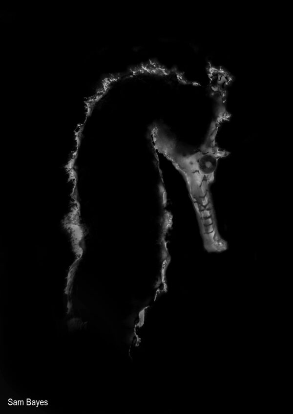 Australian Photography Awards - Photo Collective